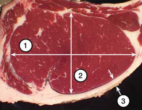Beef Grading | Canadian Beef Grading Agency