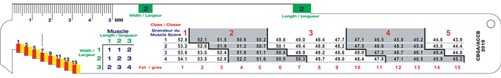 Beef Grading | Canadian Beef Grading Agency